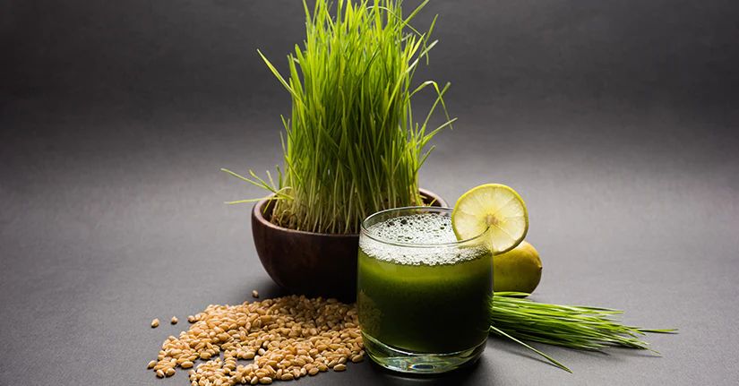 What Is Wheatgrass: Benefits & Uses